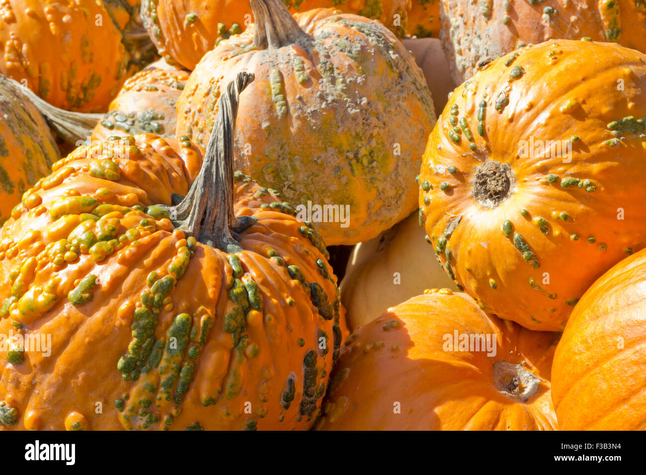 Lumpy head hi-res stock photography and images - Alamy