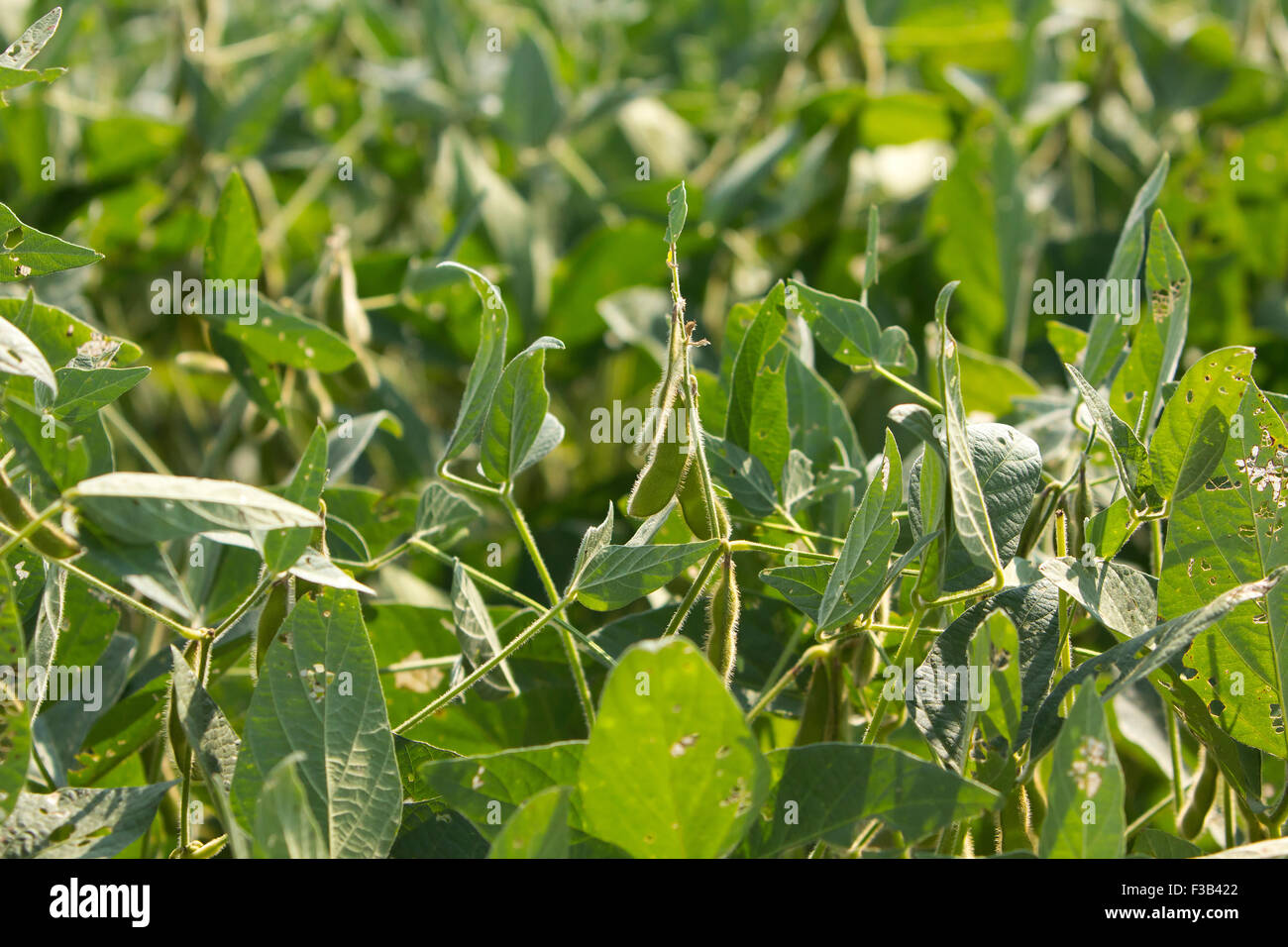 Soybean farm hi-res stock photography and images - Alamy