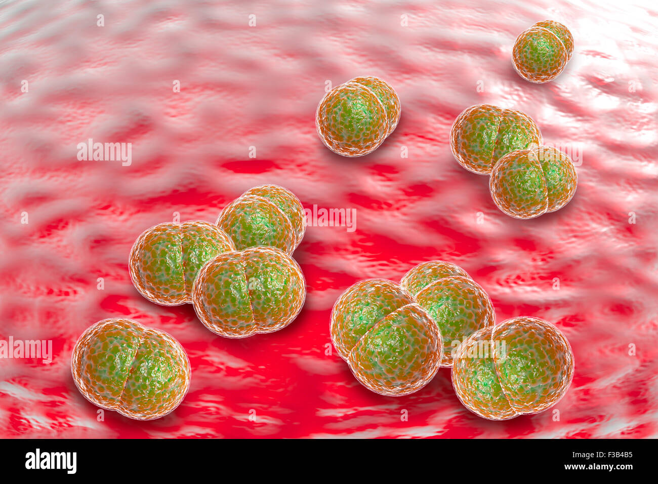 3D microscope close up of meningitis bacteria, also known as ...