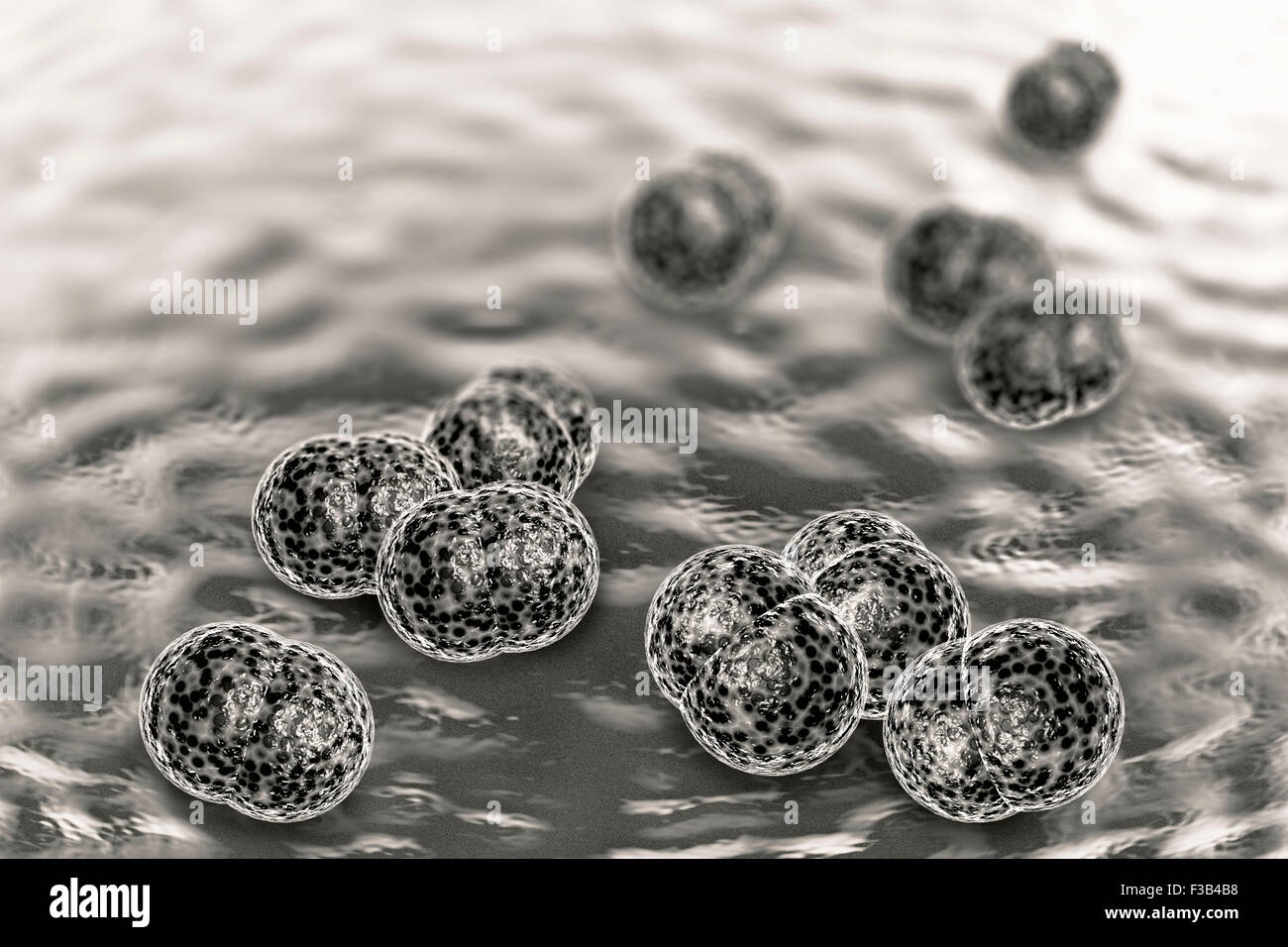3D microscope close up of meningitis bacteria, also known as ...