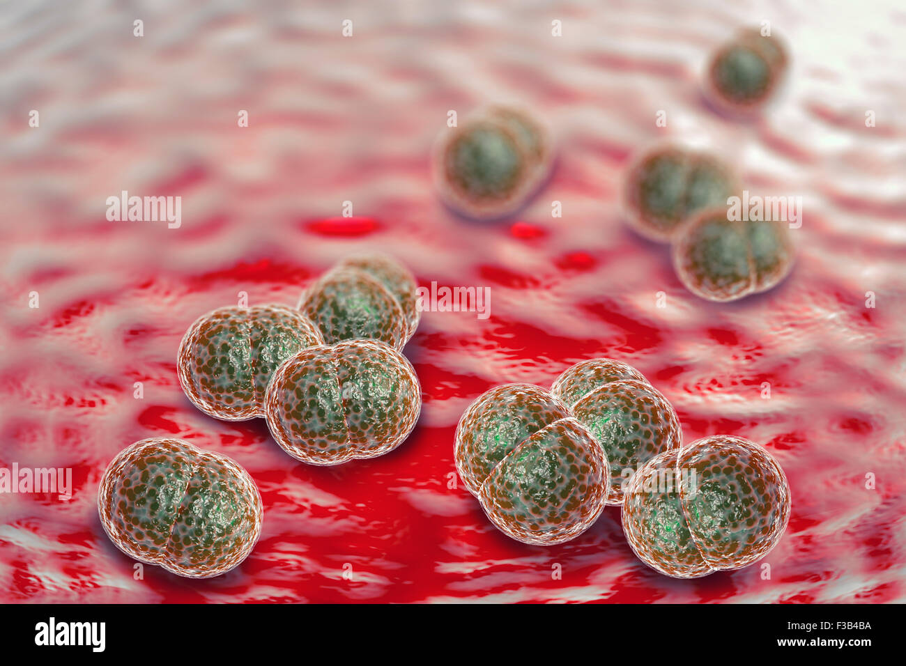 3D microscope close up of meningitis bacteria, also known as ...