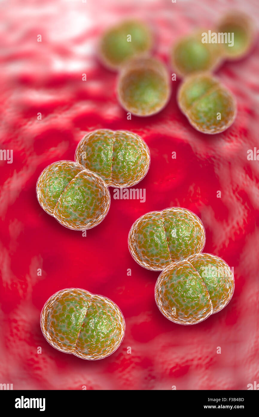 3D microscope close up of meningitis bacteria, also known as ...