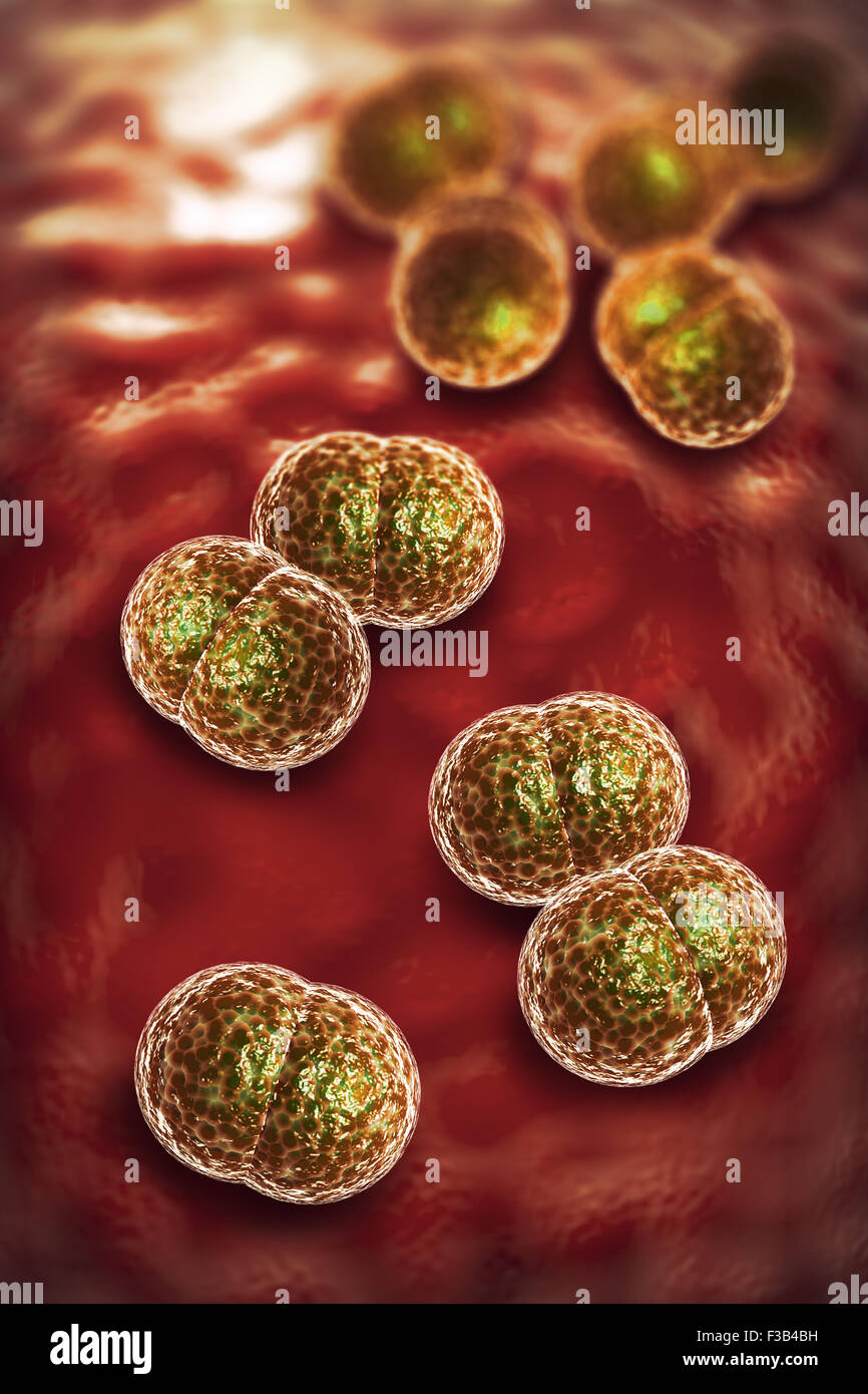 3D microscope close up of meningitis bacteria, also known as ...