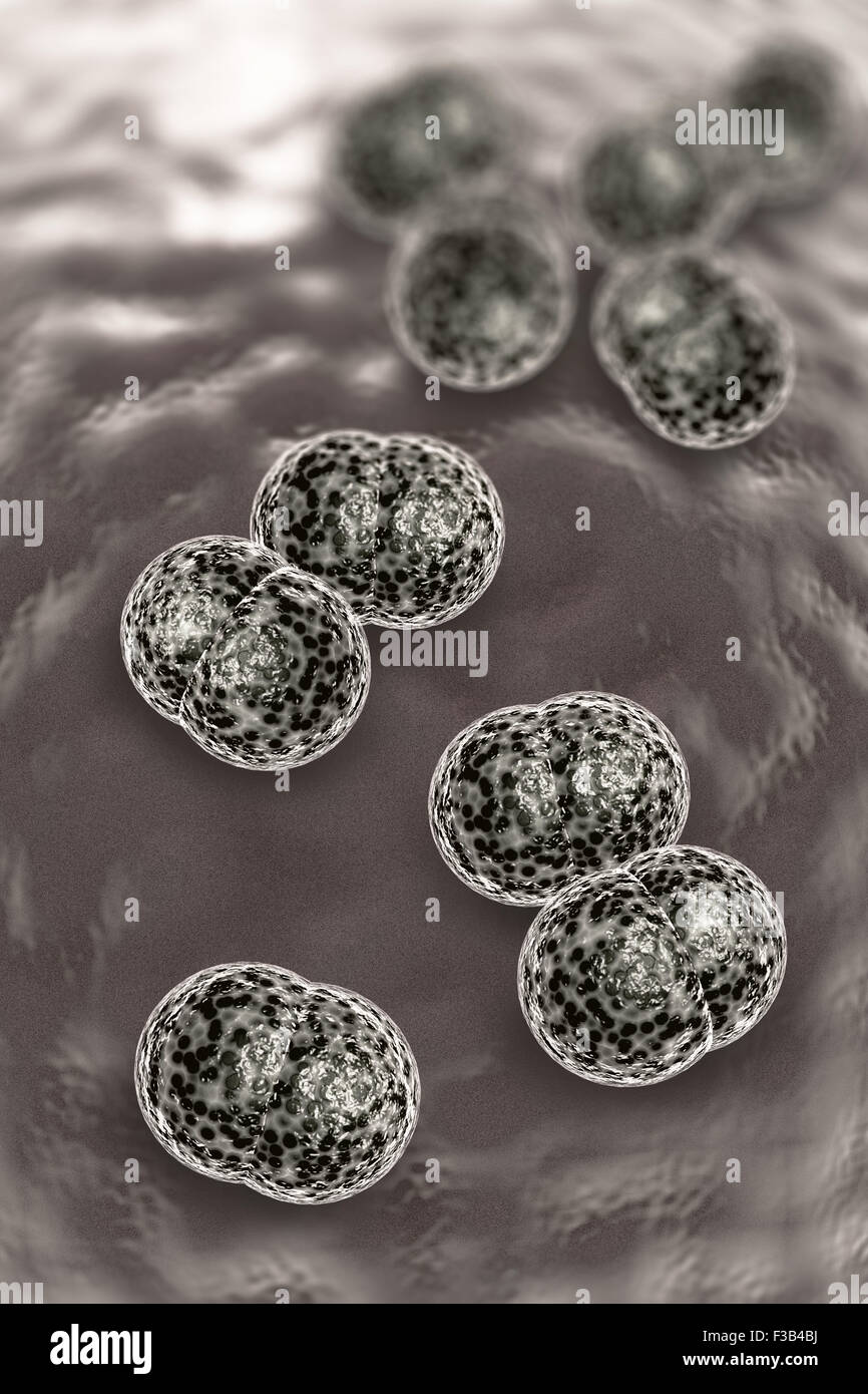 3D microscope close up of meningitis bacteria, also known as ...