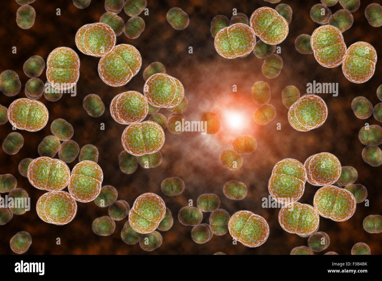 3D microscope close up of meningitis bacteria, also known as ...