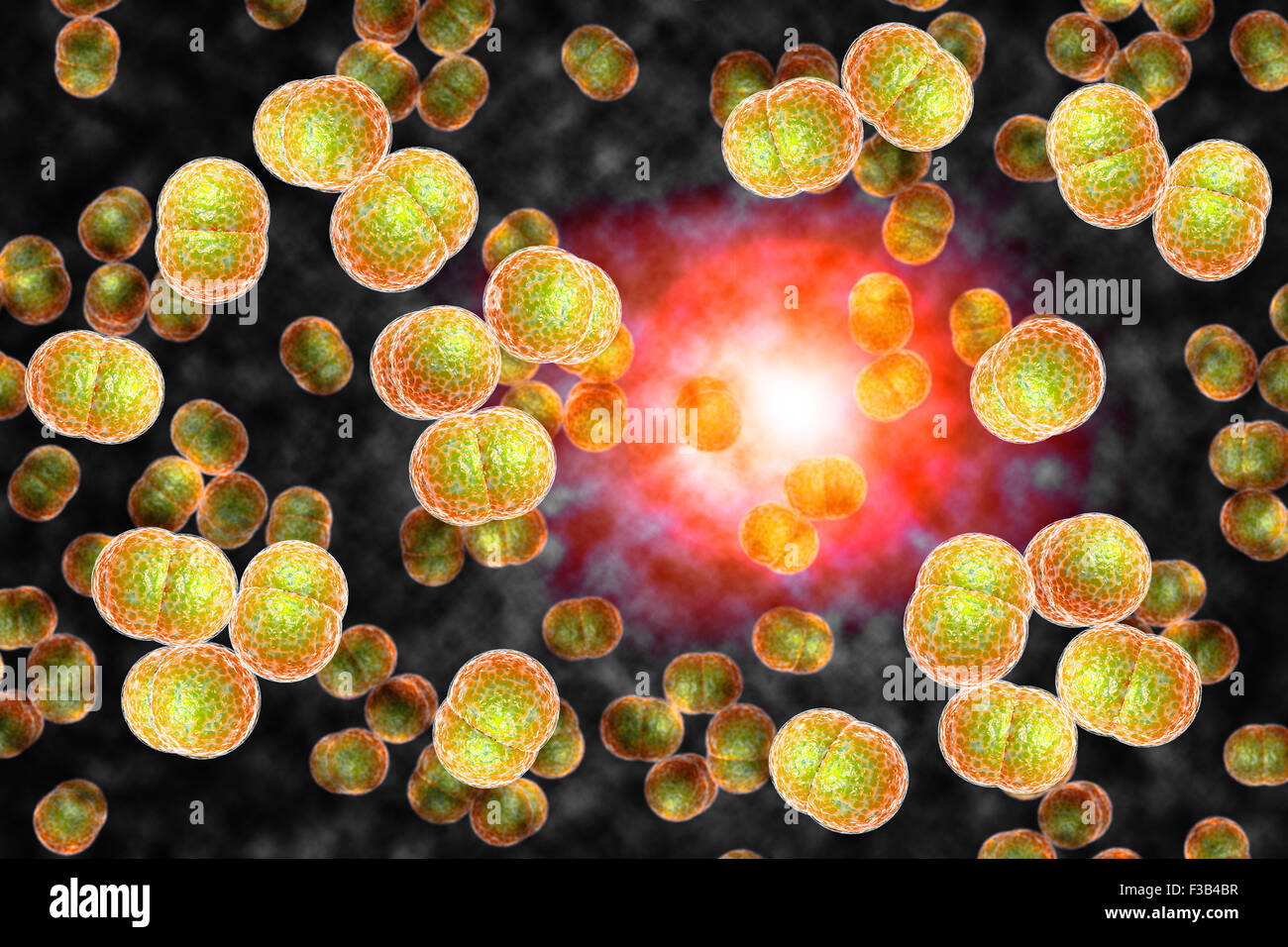 3D microscope close up of meningitis bacteria, also known as ...