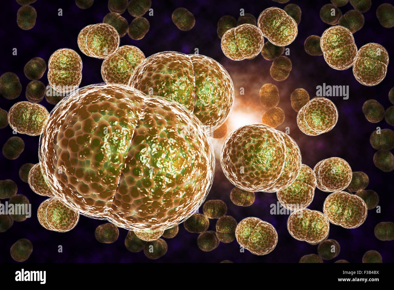 Neisseria Meningitidis Stock Photos & Neisseria Meningitidis Stock ...