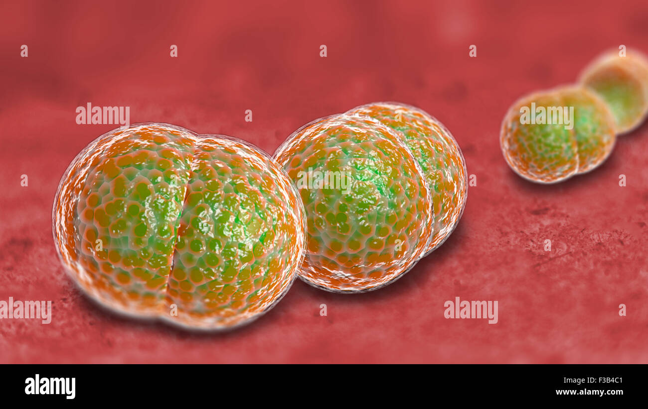 3D microscope close up of meningitis bacteria, also known as ...