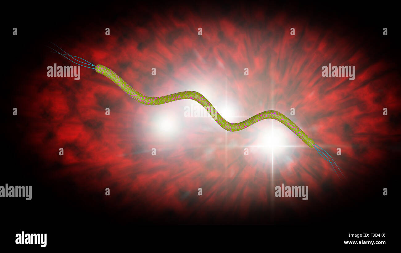 Campylobacter Jejuni Bacteria High Resolution Stock Photography and ...