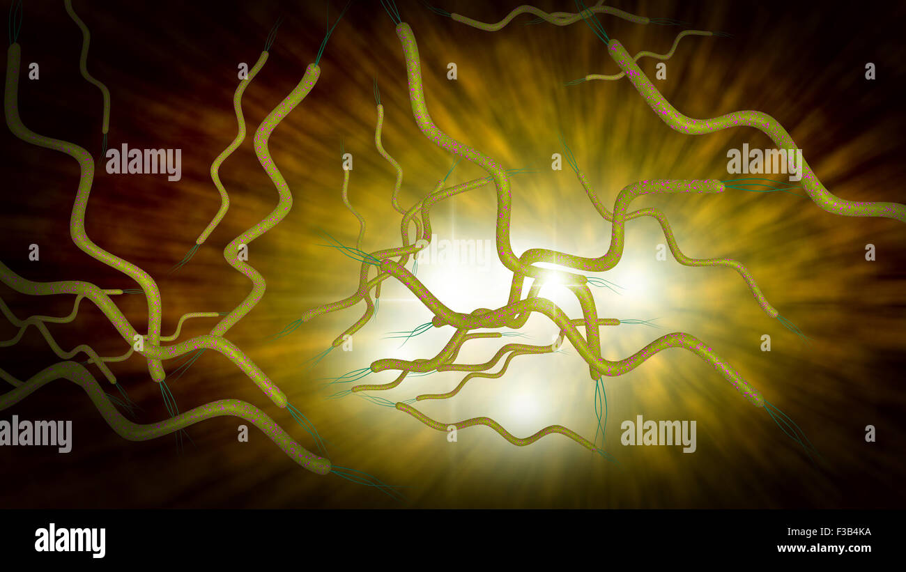 Campylobacter Jejuni Bacteria High Resolution Stock Photography and ...