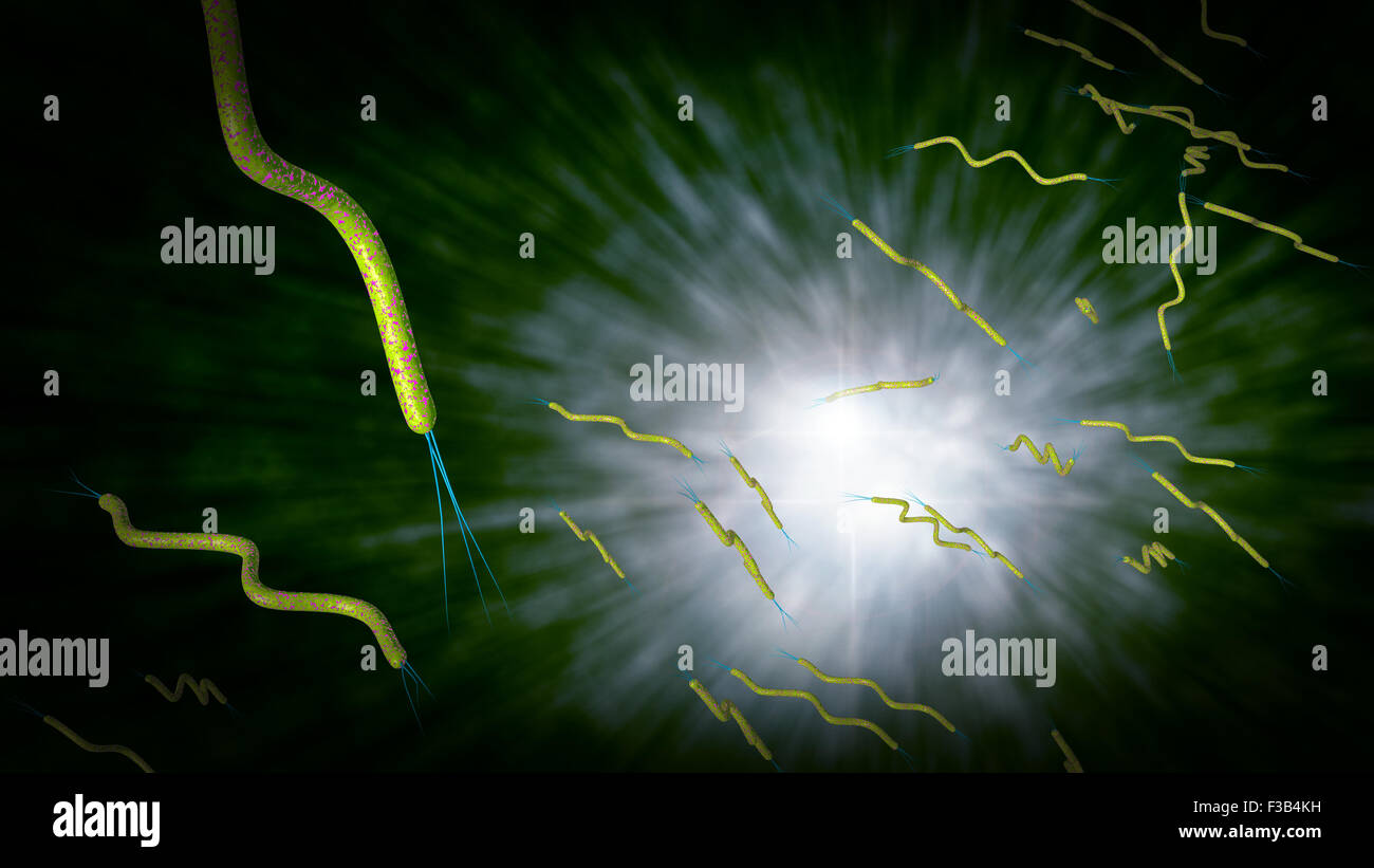 Campylobacter Jejuni Bacteria High Resolution Stock Photography and ...