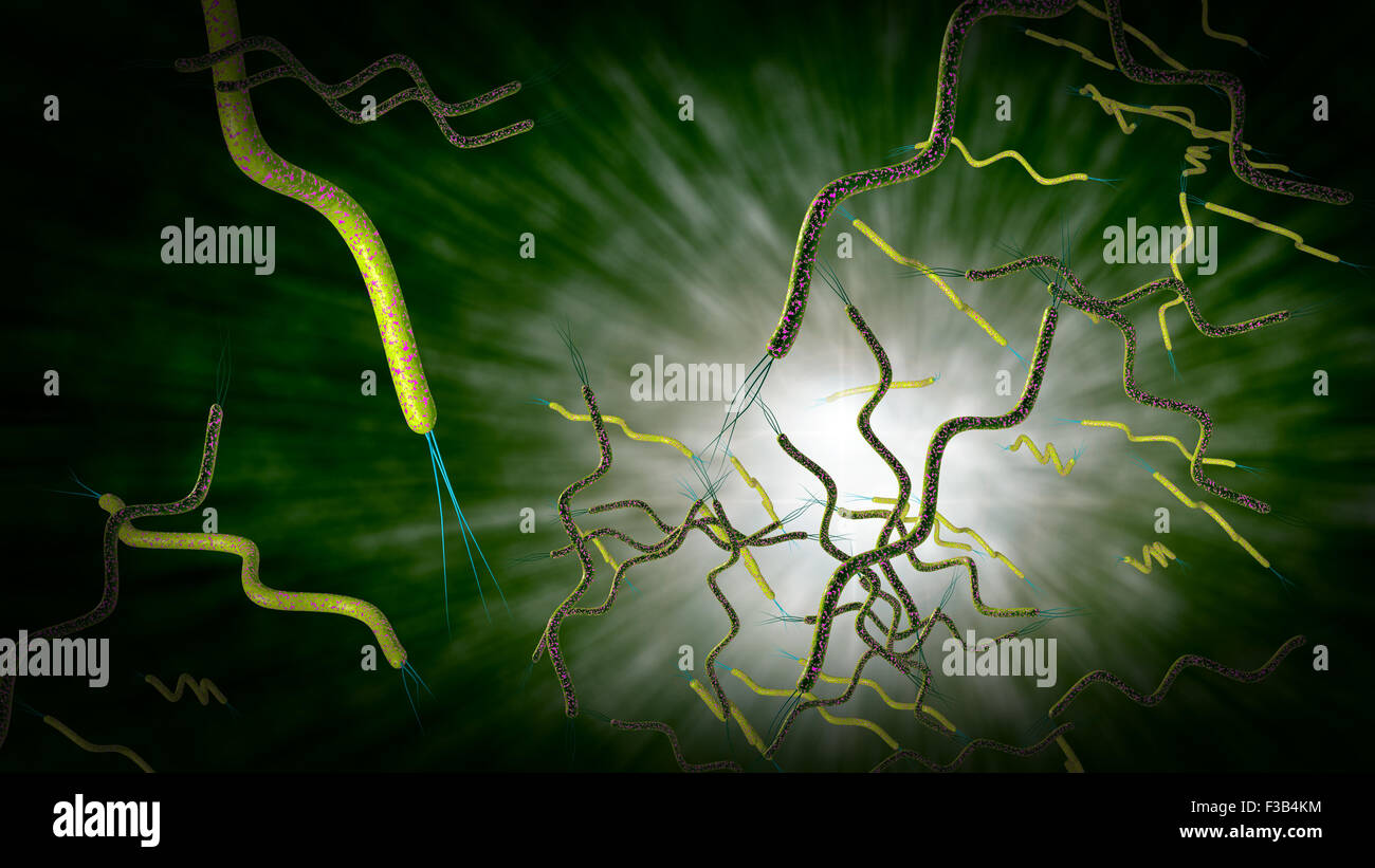 Helicobacter pylori microscope hi-res stock photography and images - Alamy