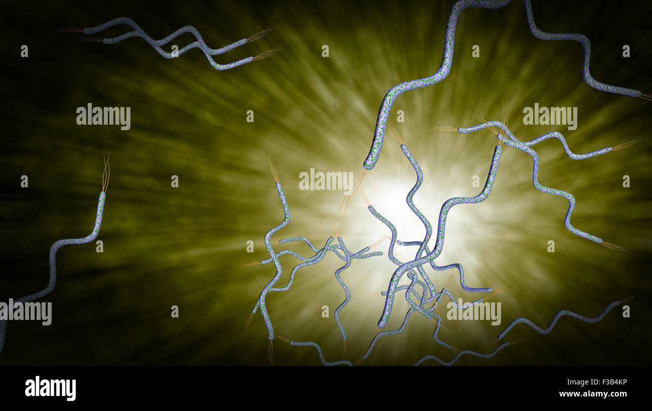 Campylobacter jejuni hi-res stock photography and images - Alamy