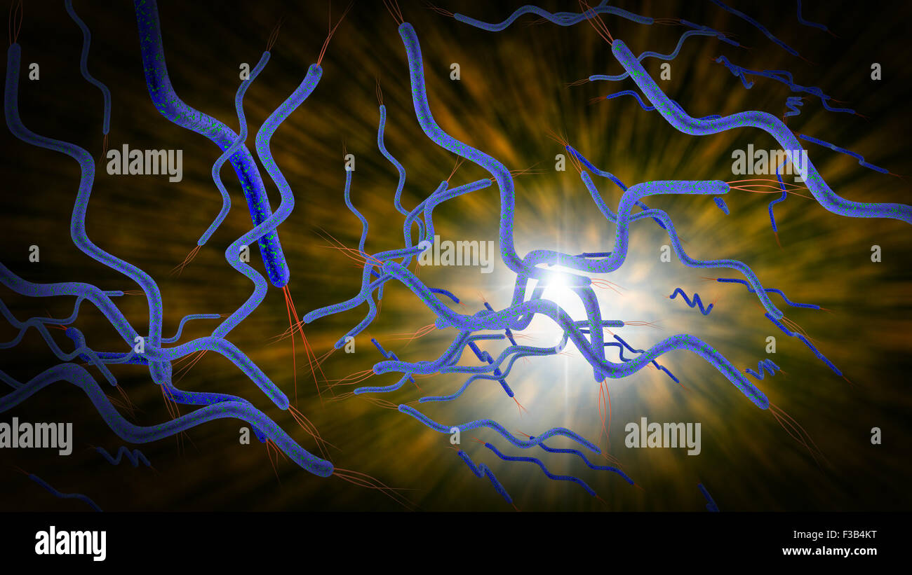 Spirillum bacteria hi-res stock photography and images - Alamy