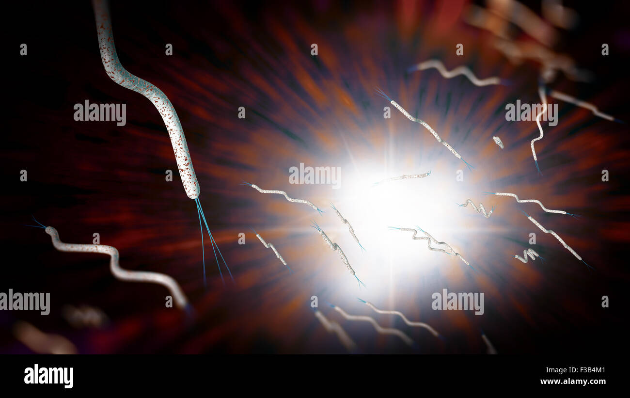 Helicobacter pylori microscope hi-res stock photography and images - Alamy