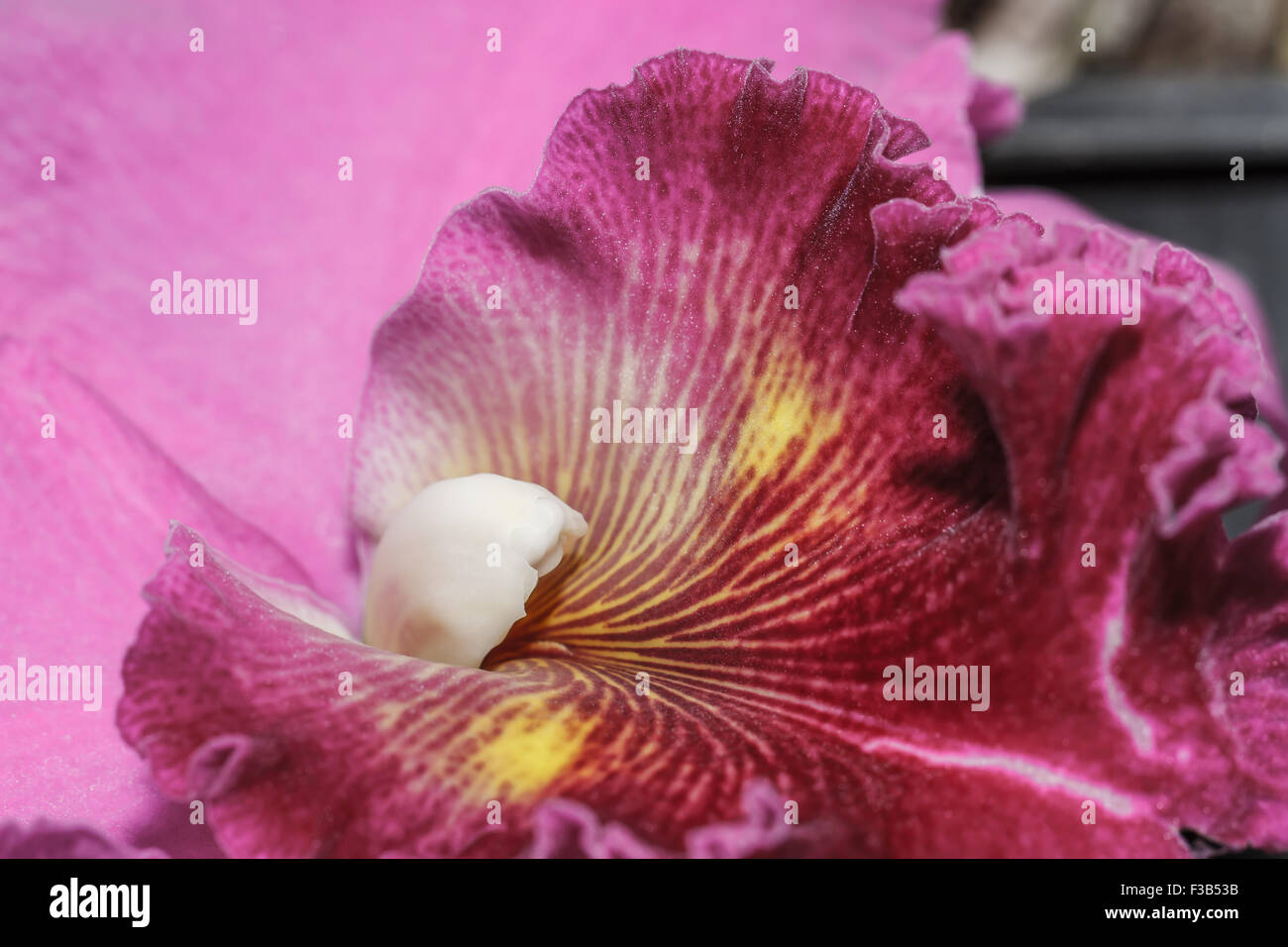 Cattleya labiata orchids Stock Photo - Alamy