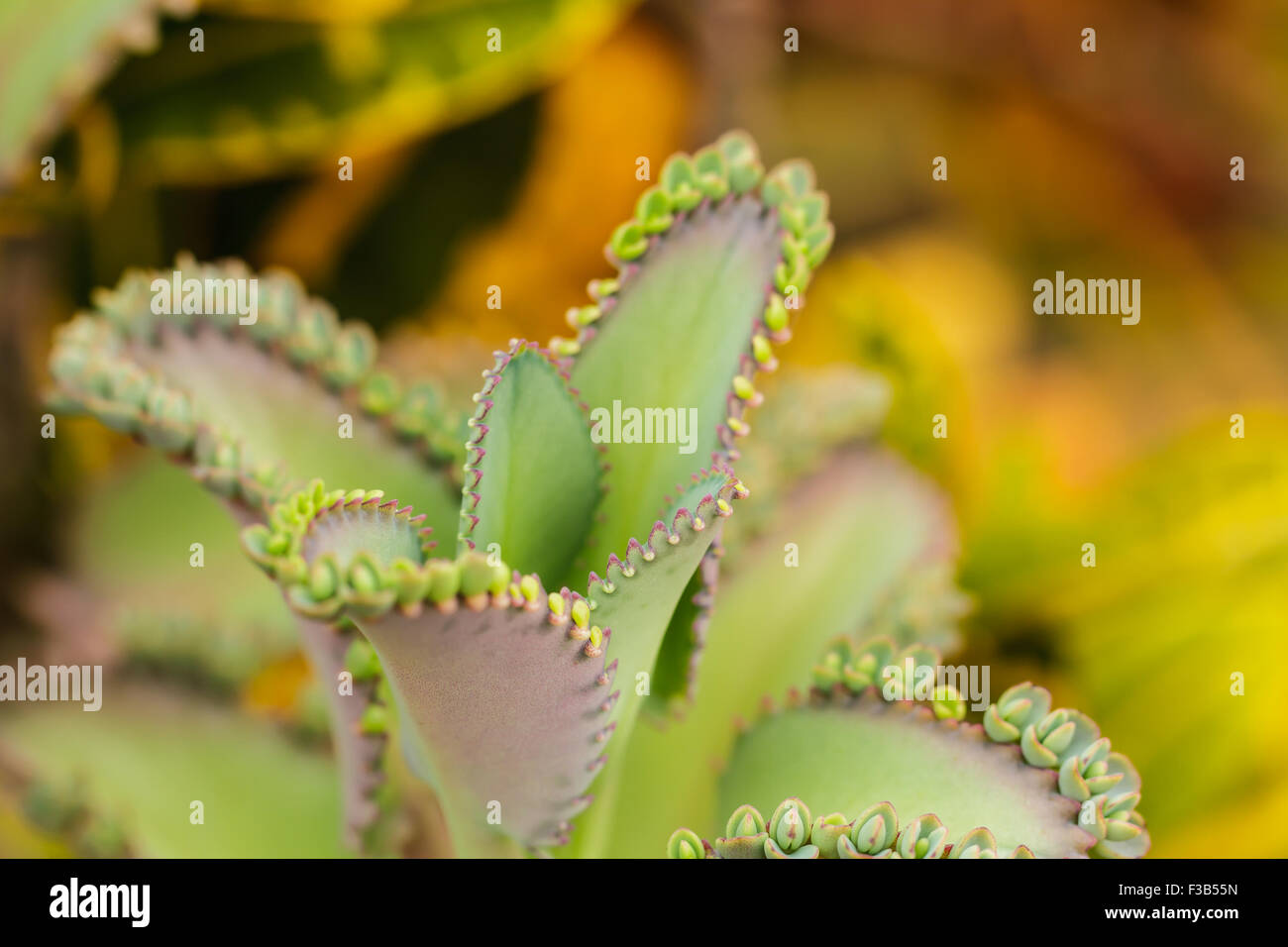 Plants with leaves much inbreeding Stock Photo - Alamy