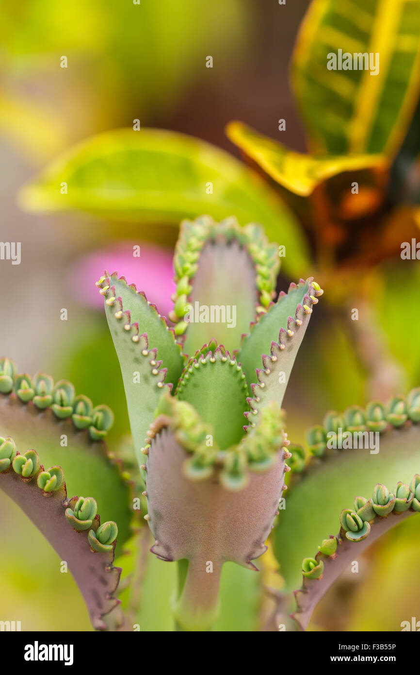 Plants with leaves much inbreeding Stock Photo - Alamy