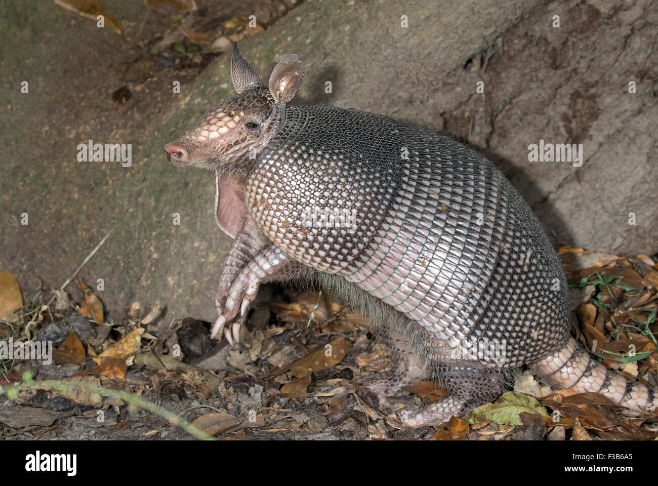 Nine-banded Armadillo (Dasypus novemcinctus), adult, standing, Brazos ...