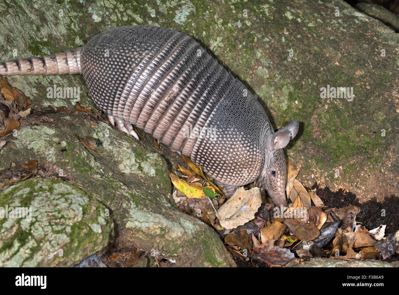 Nine-banded Armadillo (Dasypus novemcinctus), adult, foraging at night ...