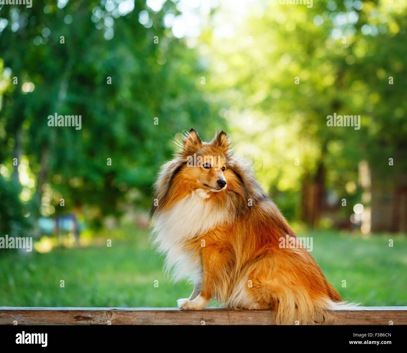Shetland Sheepdog dog breed for a walk in the park. Cute pet. Sheltie ...