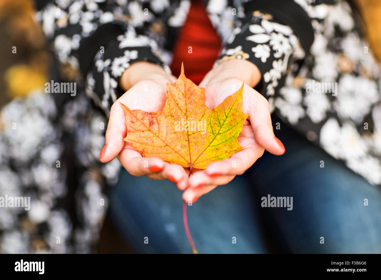 Autumn leaves in girl hands Stock Photo - Alamy
