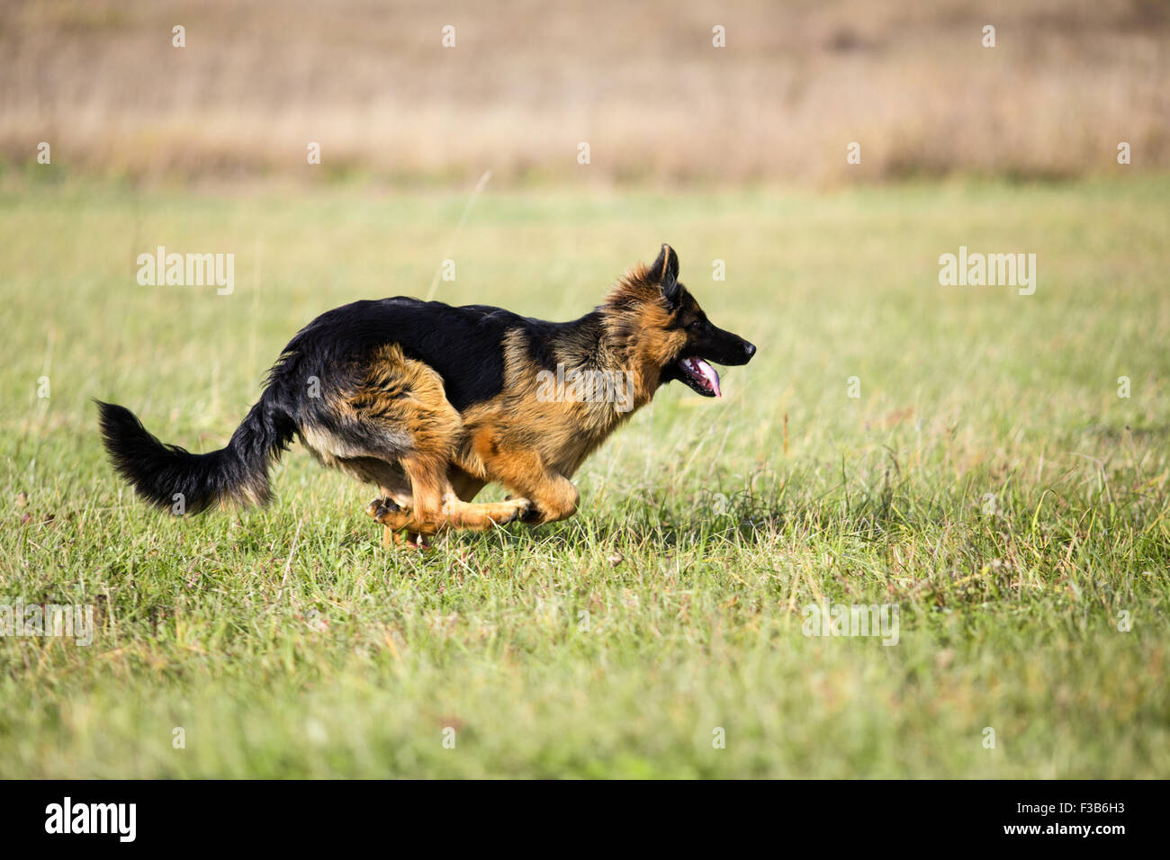 German shepherd dog running fast outdoor Stock Photo - Alamy