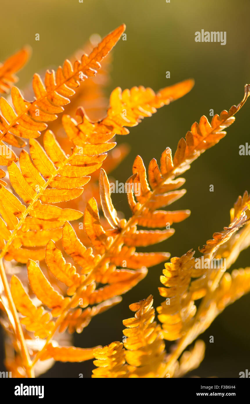 Autumn fern hi-res stock photography and images - Alamy