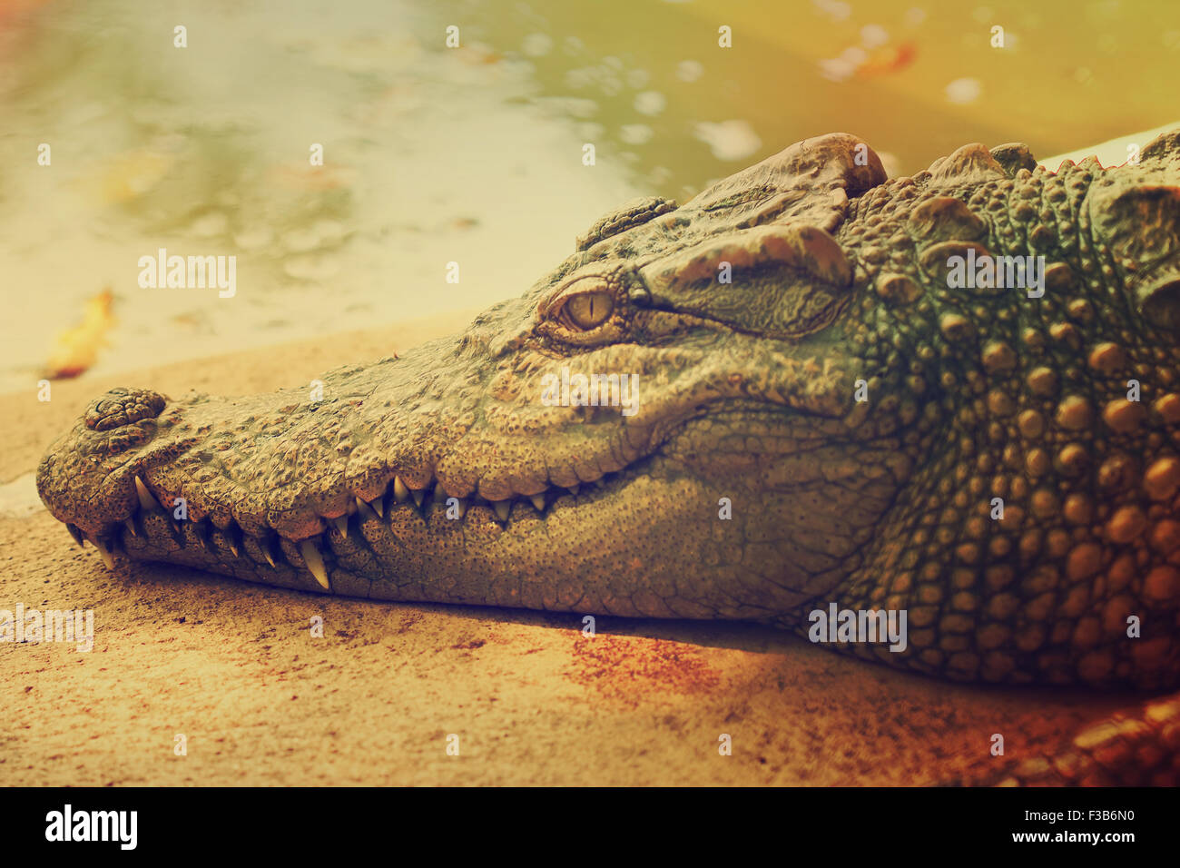 Crocodile close up image shot Stock Photo - Alamy