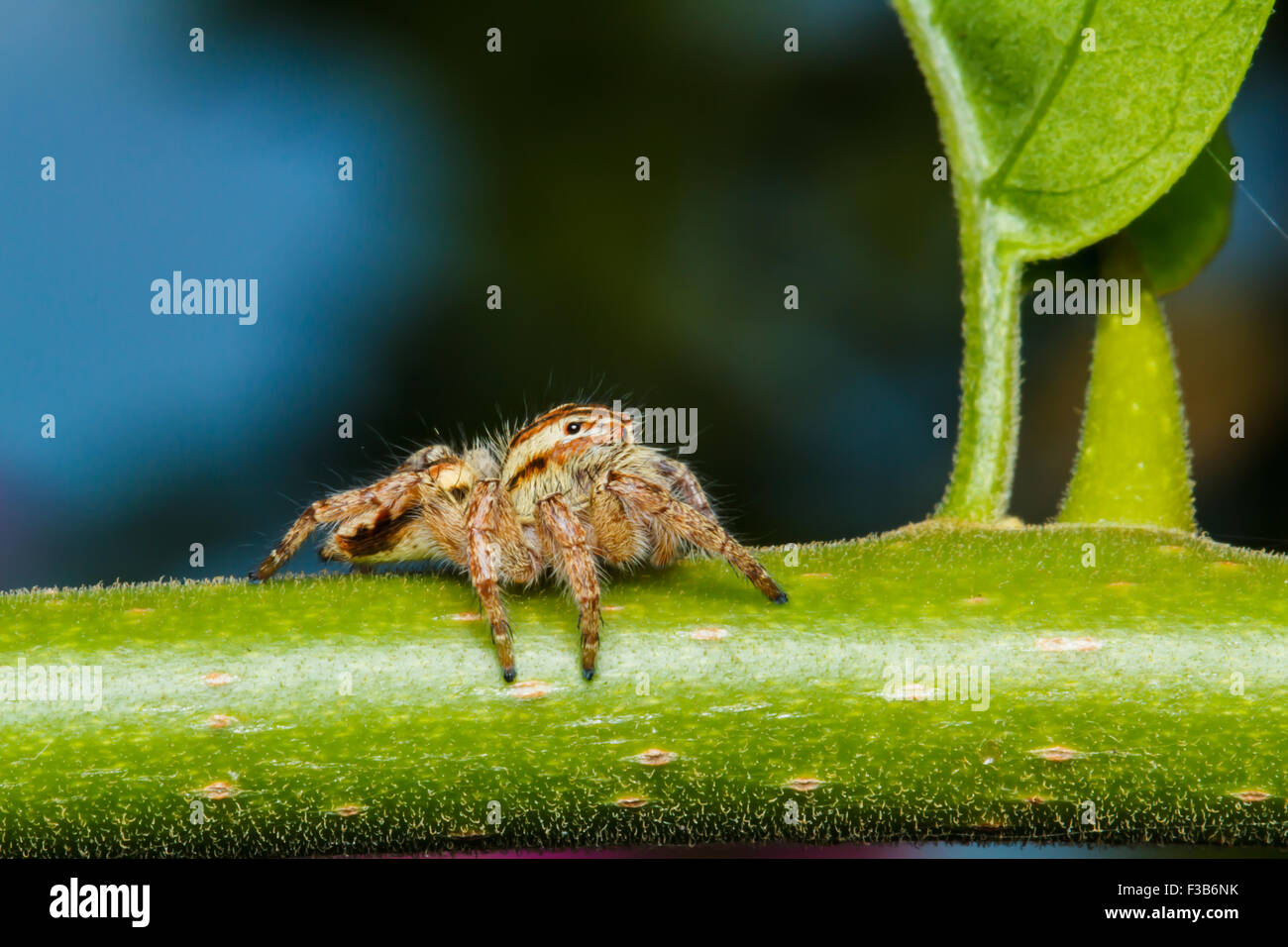 Jumping spider on green leaf Stock Photo - Alamy