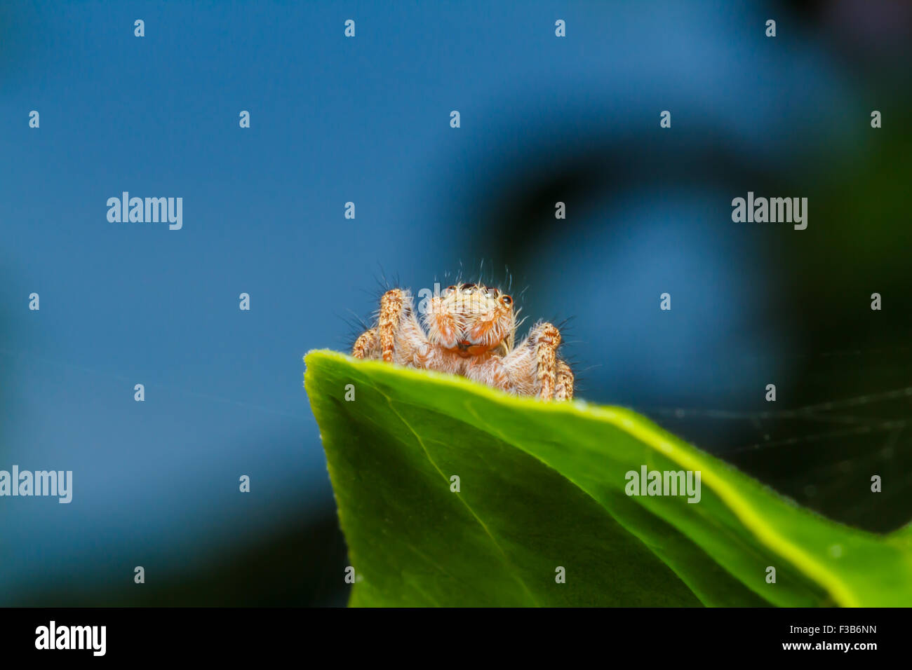Jumping spider on green leaf Stock Photo - Alamy