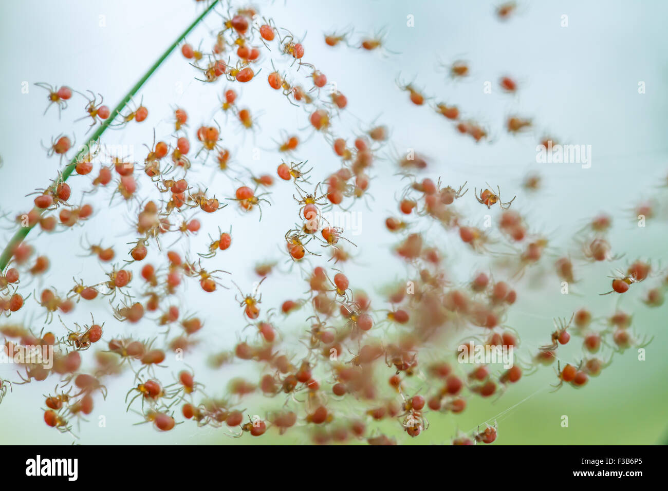 Groups of babies spider Stock Photo - Alamy