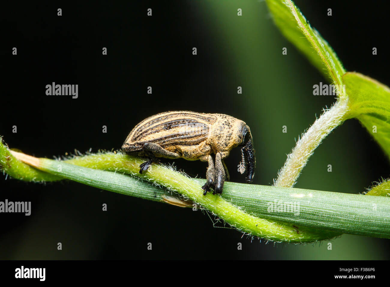 Insect on the green grass Stock Photo - Alamy