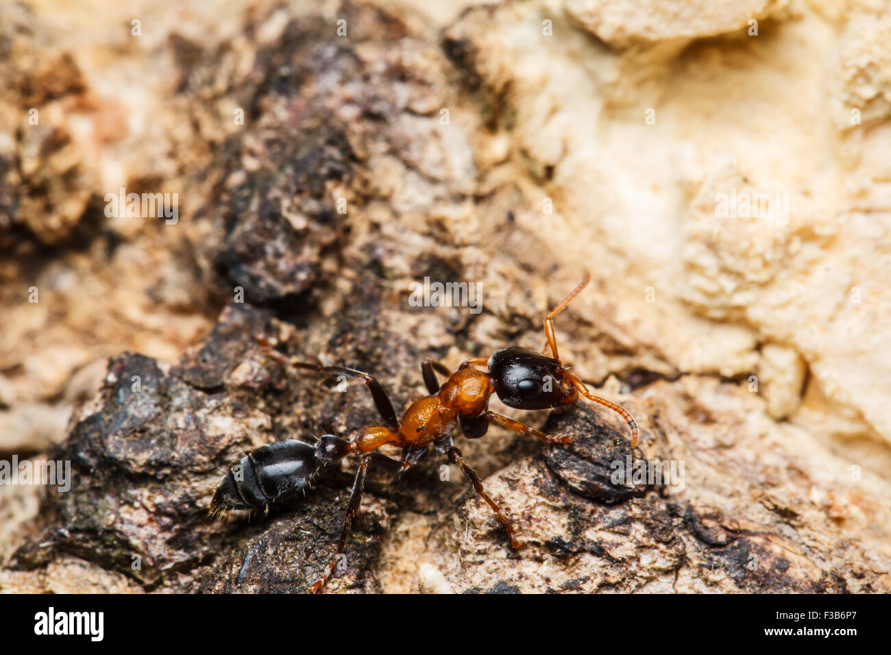 Black worker ants Stock Photo - Alamy