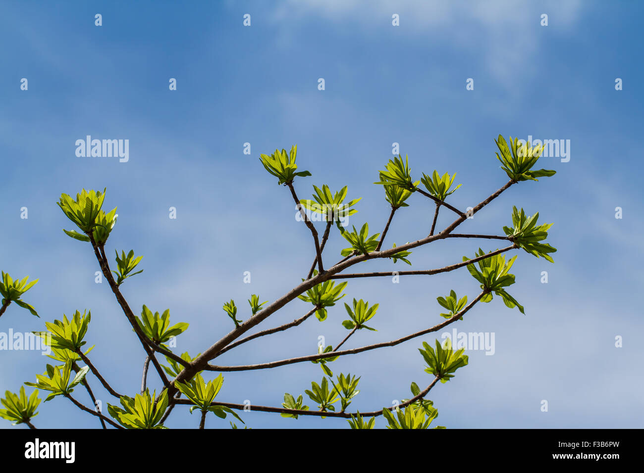 First leaves on tree in spring Stock Photo - Alamy