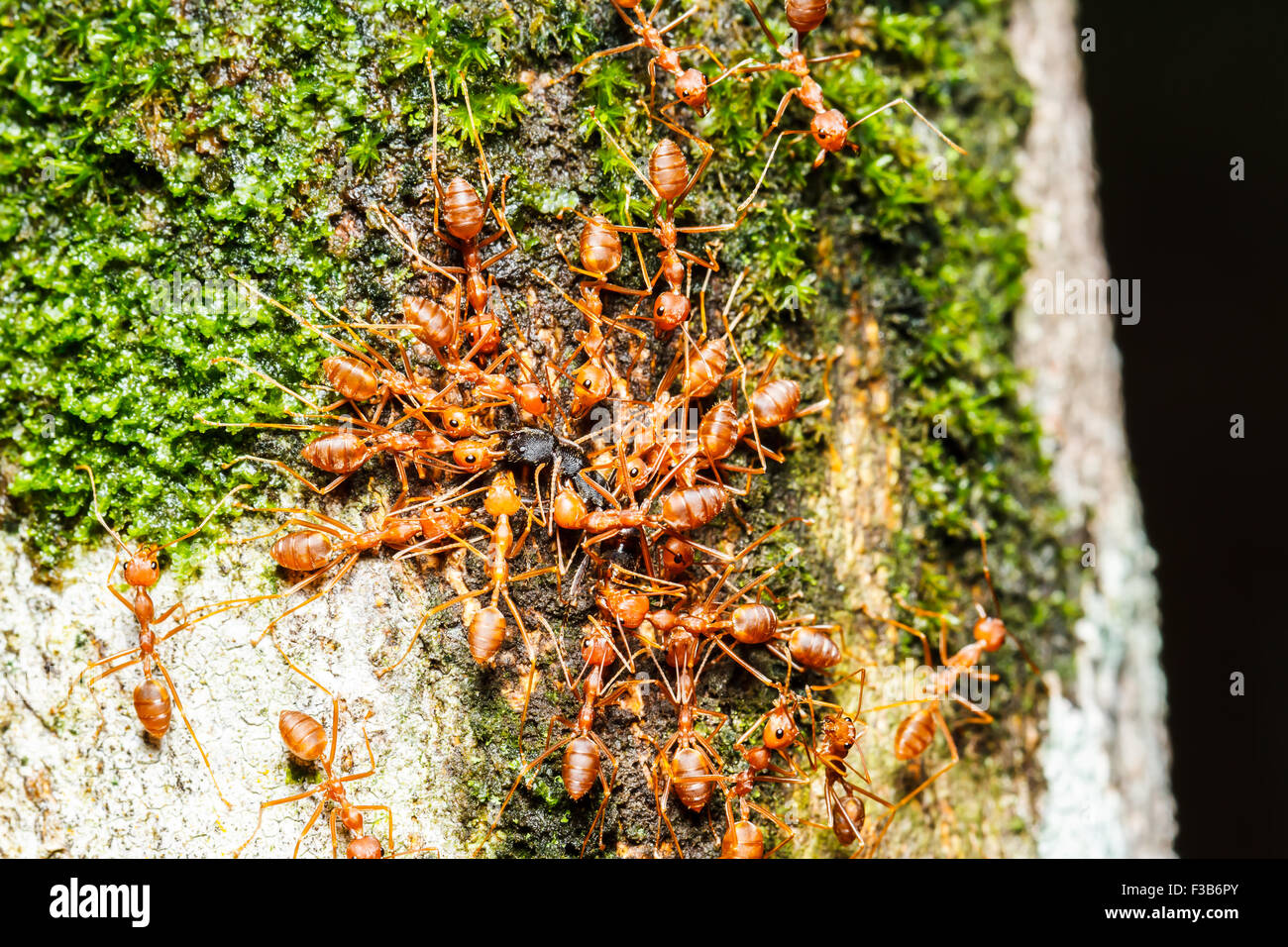 red ants teamwork Stock Photo - Alamy