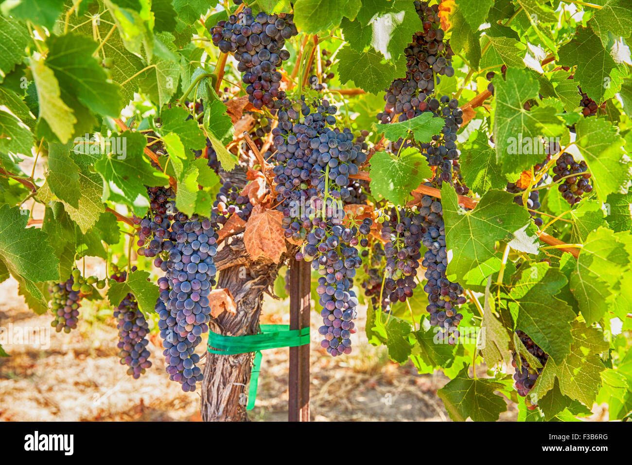 Ripe Syrah Grapes In The Vineyard Stock Photo - Alamy