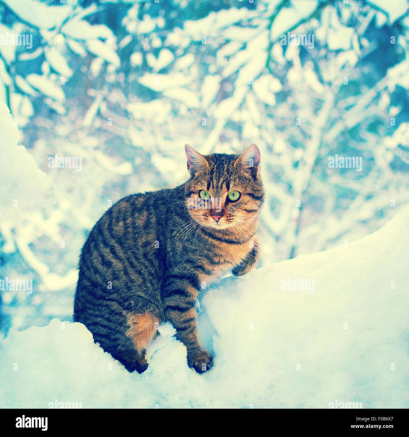 Cat in the deep snow in the forest Stock Photo - Alamy