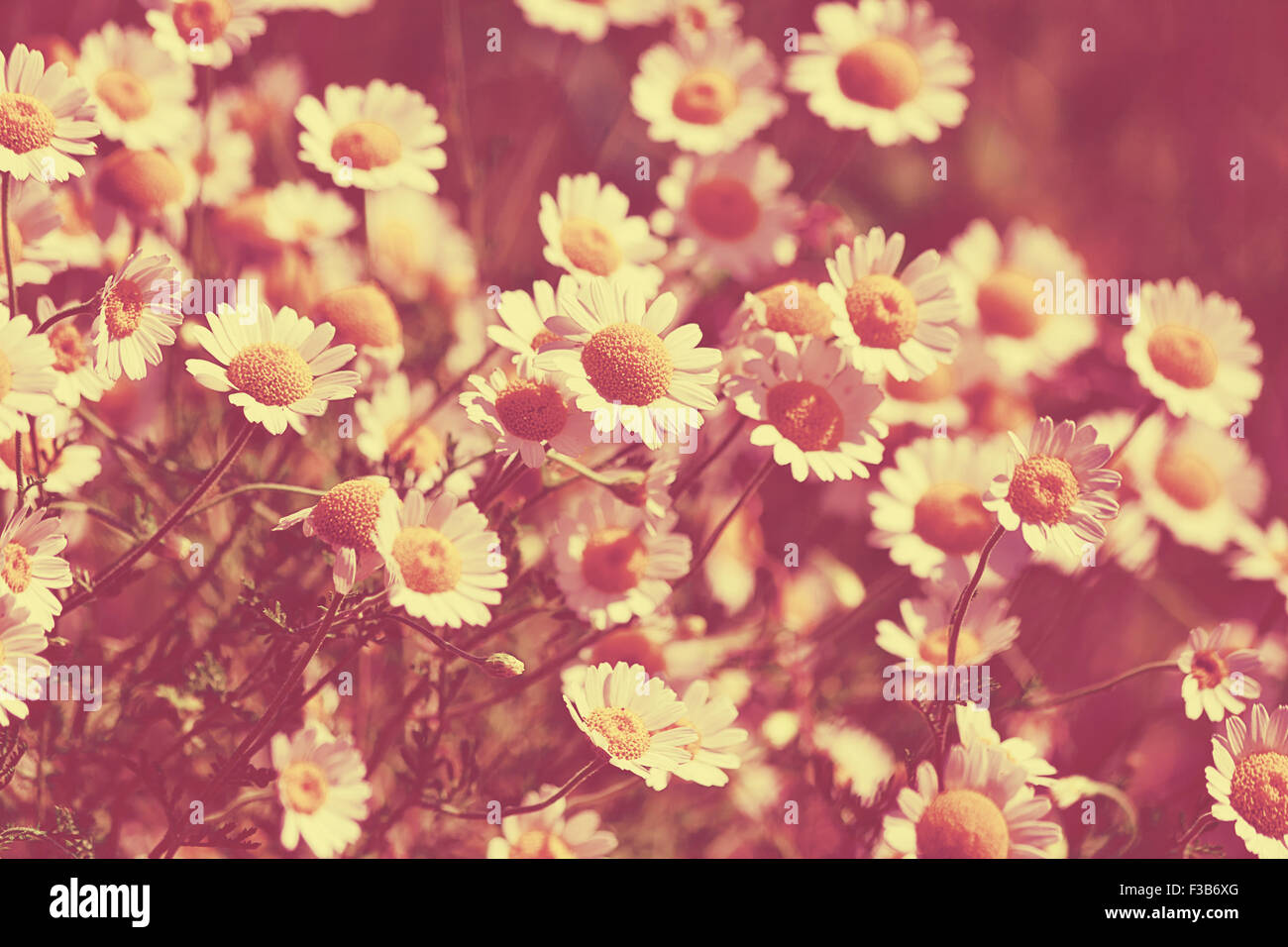 Daisy wheel pattern hi-res stock photography and images - Alamy