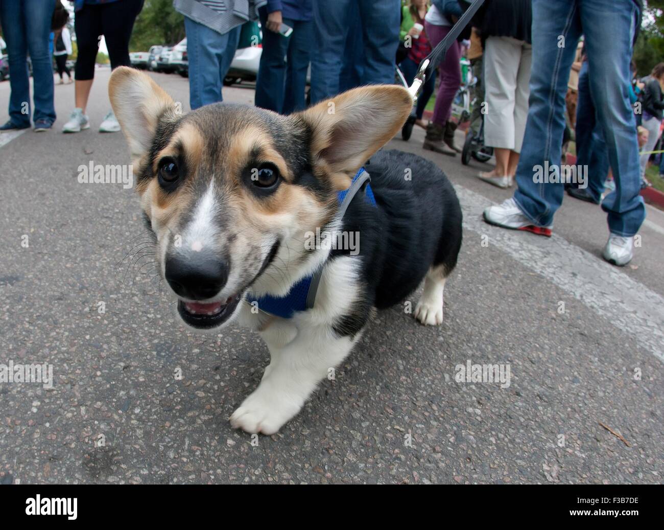 Fort Collins, Colorado, USA. 3rd Oct, 2015. The 1st. Annual TOUR DE ...