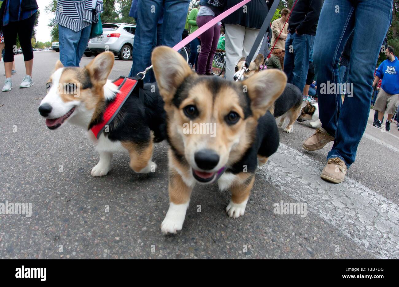 Fort Collins, Colorado, USA. 3rd Oct, 2015. The 1st. Annual TOUR DE ...