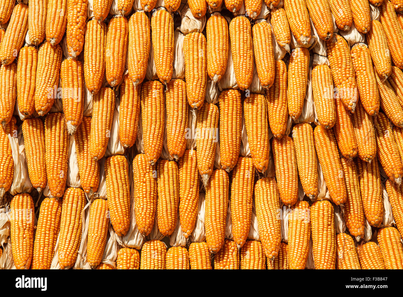 dry corn background Stock Photo - Alamy