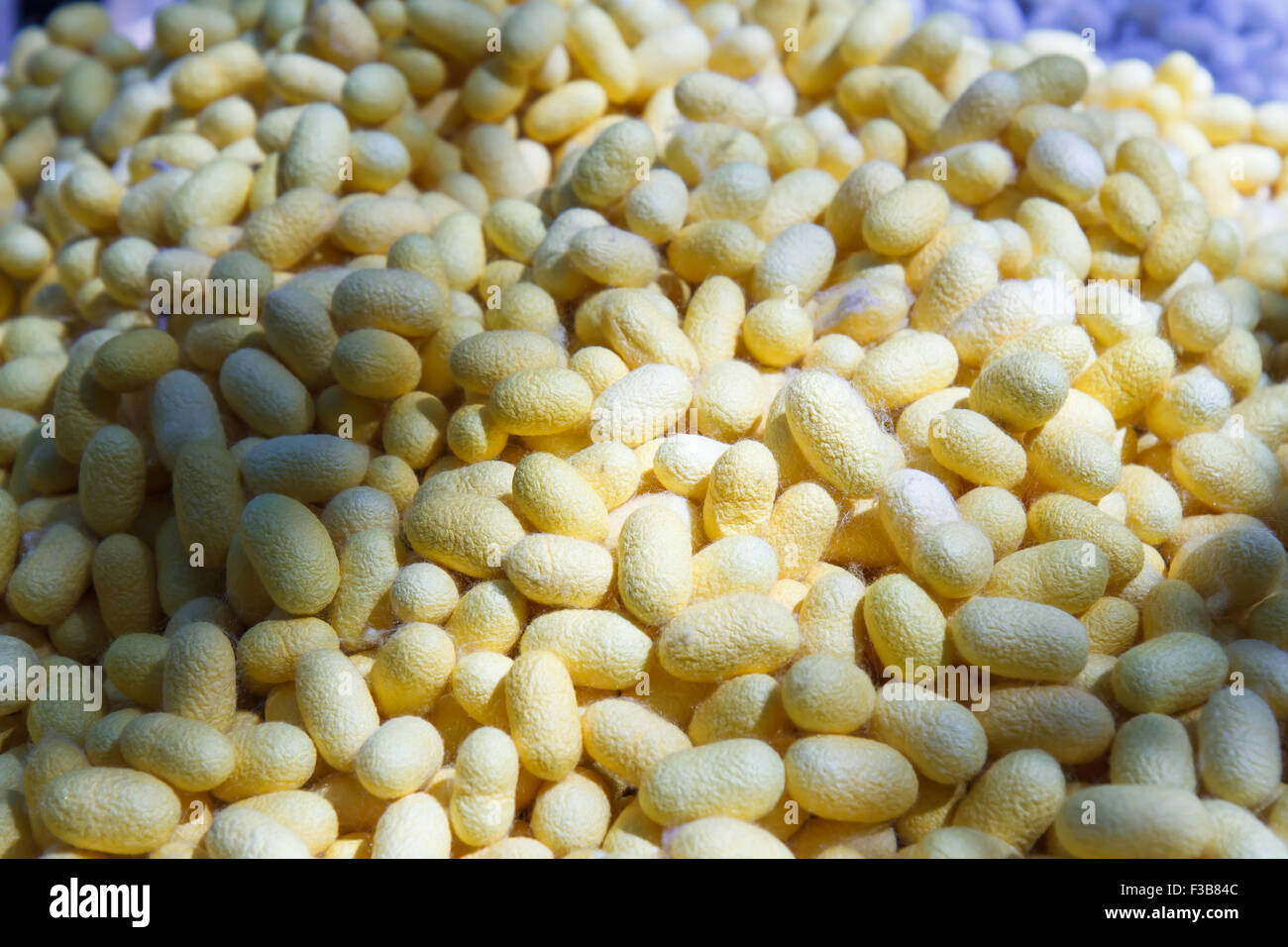 silk cocoon pattern in the factory Stock Photo - Alamy