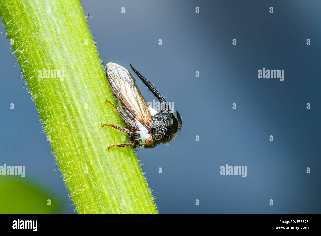Insect on the green grass Stock Photo - Alamy