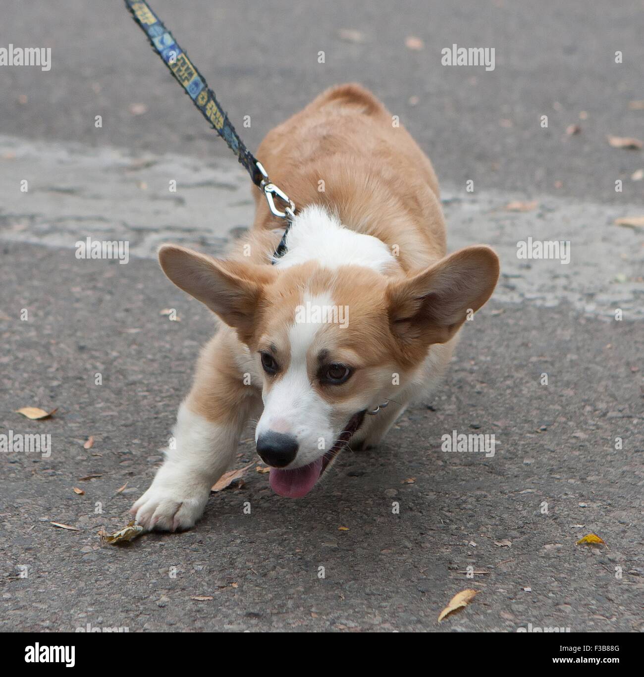 Fort Collins, Colorado, USA. 3rd Oct, 2015. The 1st. Annual TOUR DE ...