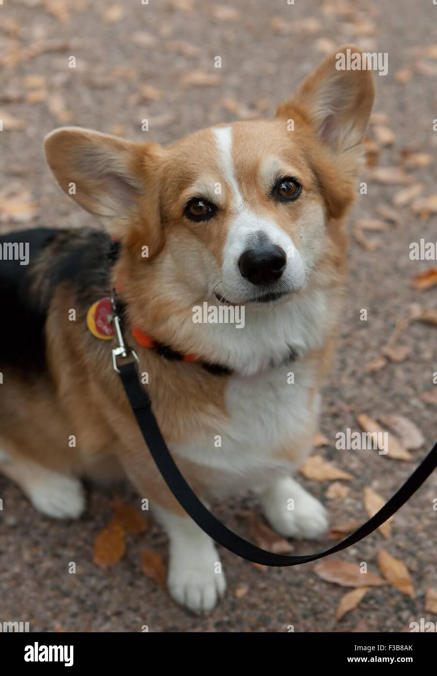 Fort Collins, Colorado, USA. 3rd Oct, 2015. The 1st. Annual TOUR DE ...