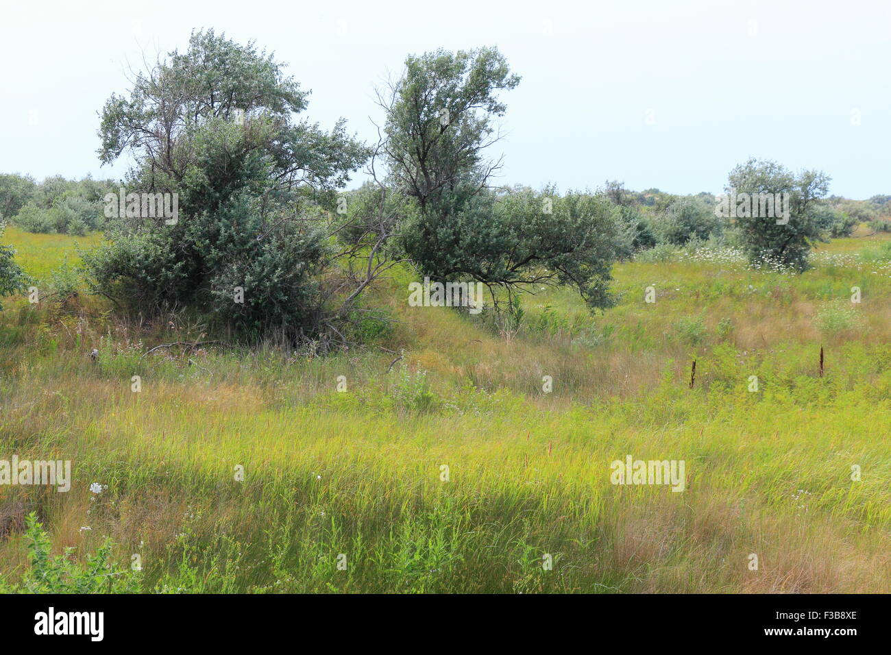 The site of sea coast covered by wood and grassy vegetation with sandy ...