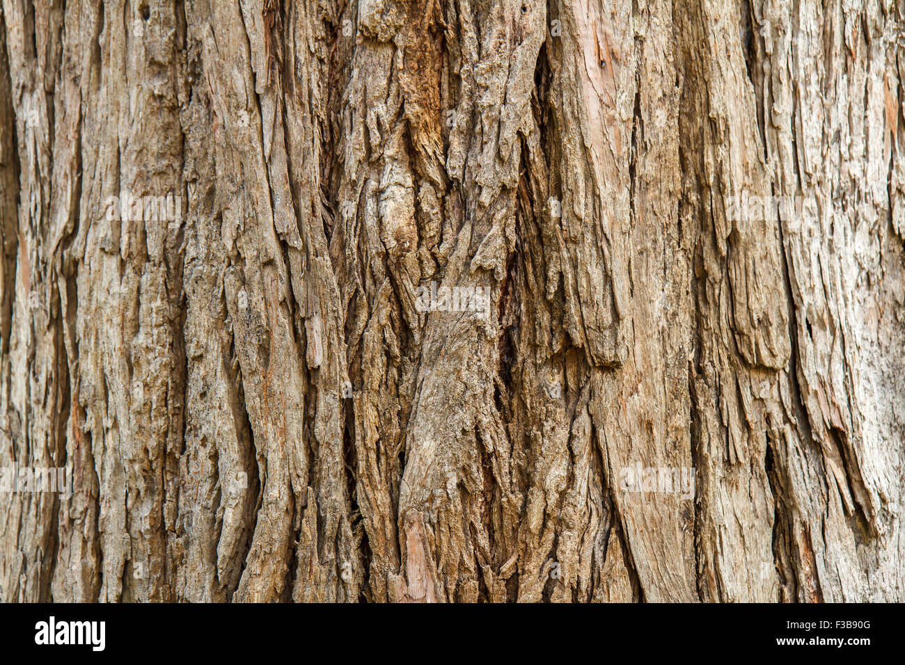 Abstract bark background Stock Photo - Alamy