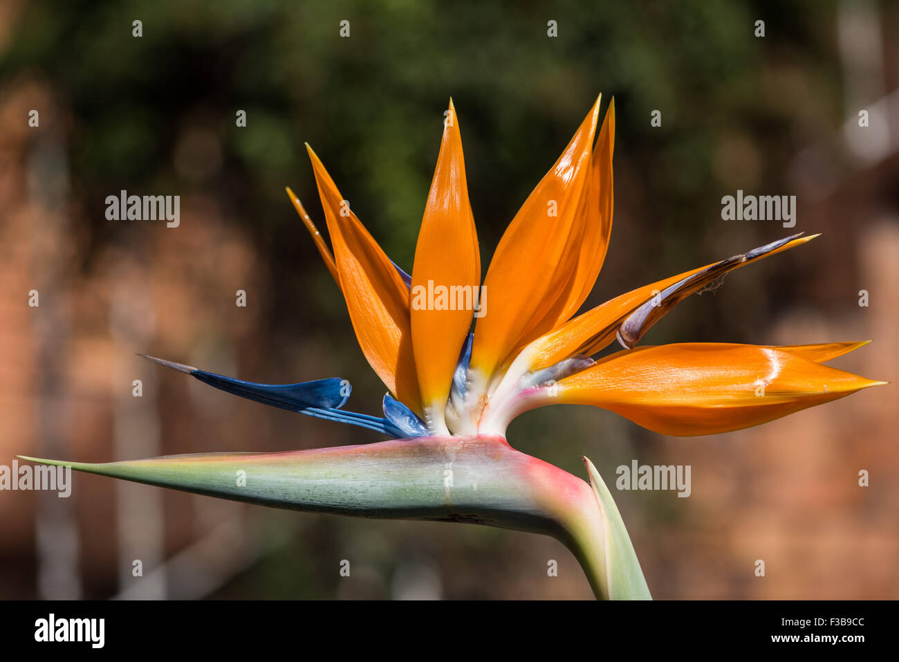 Strelitzia flower hi-res stock photography and images - Alamy