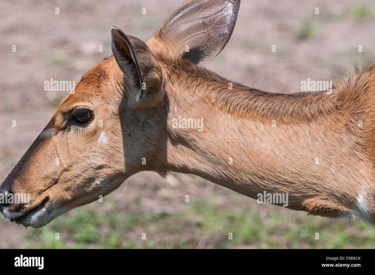 Profile of a female nyala Stock Photo - Alamy